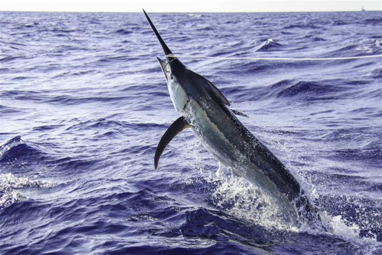 Blog Orange Beach Activities blog-orange-beach-activities